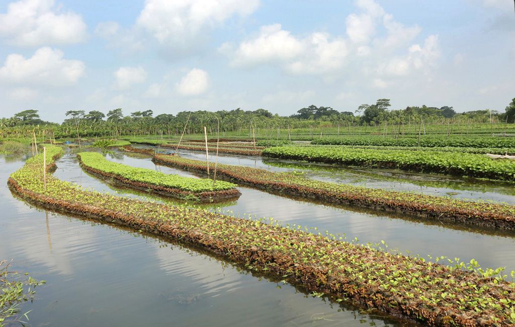 The Floating Farms Of Bangladesh - The Prestige Magazine